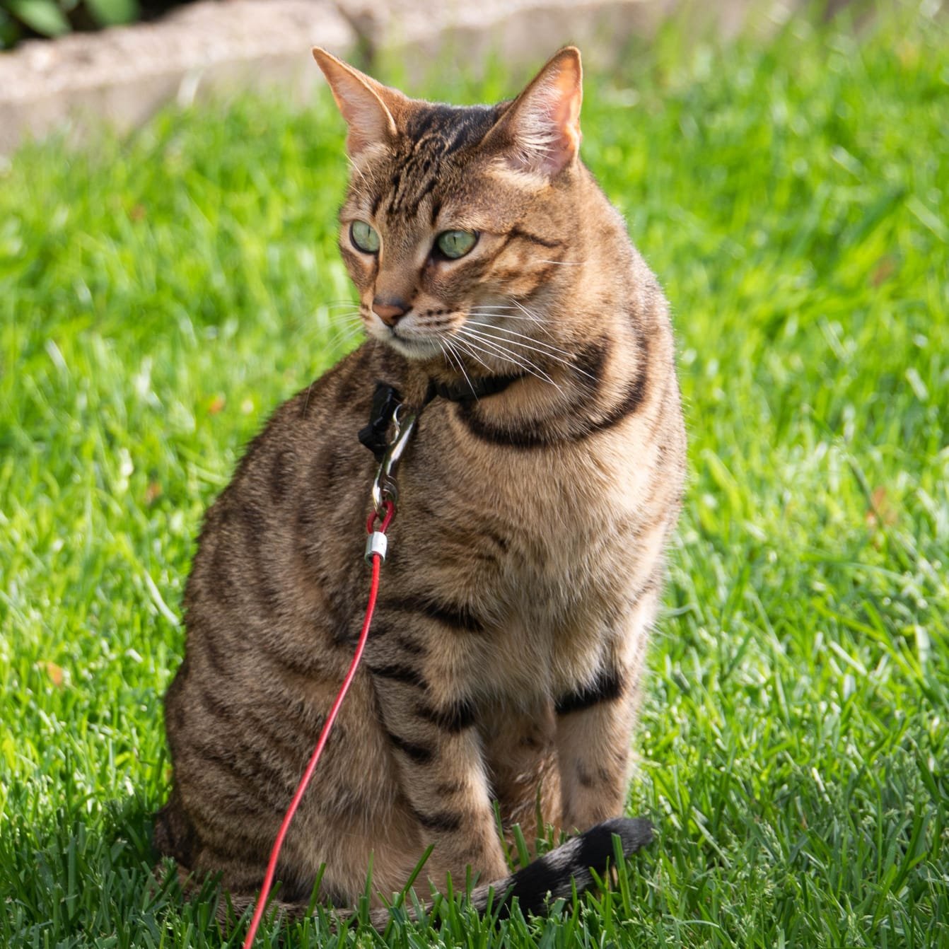 5 LARGEST DOMESTIC CAT BREEDS - Pet Cats World
