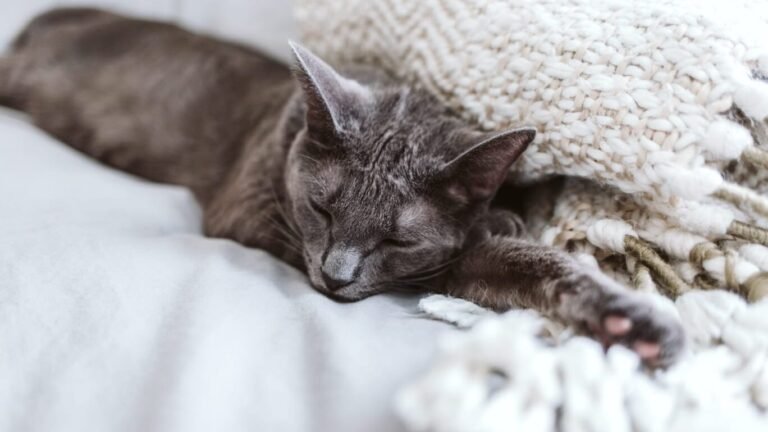 What cats have an M on their forehead? - Pet Cats World